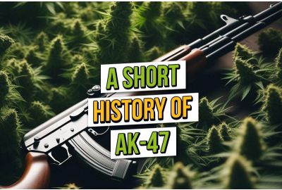 A Short History of The AK-47 Cannabis Strain