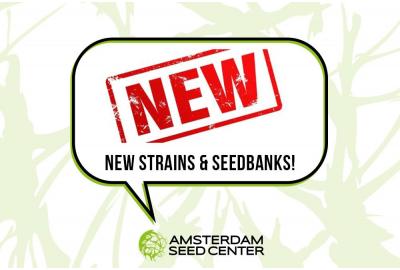 New strains and a new seed bank at Amsterdam Seed Center
