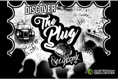 Découvrez The Plug Amsterdam et ses trois graines de cannabis les plus ...