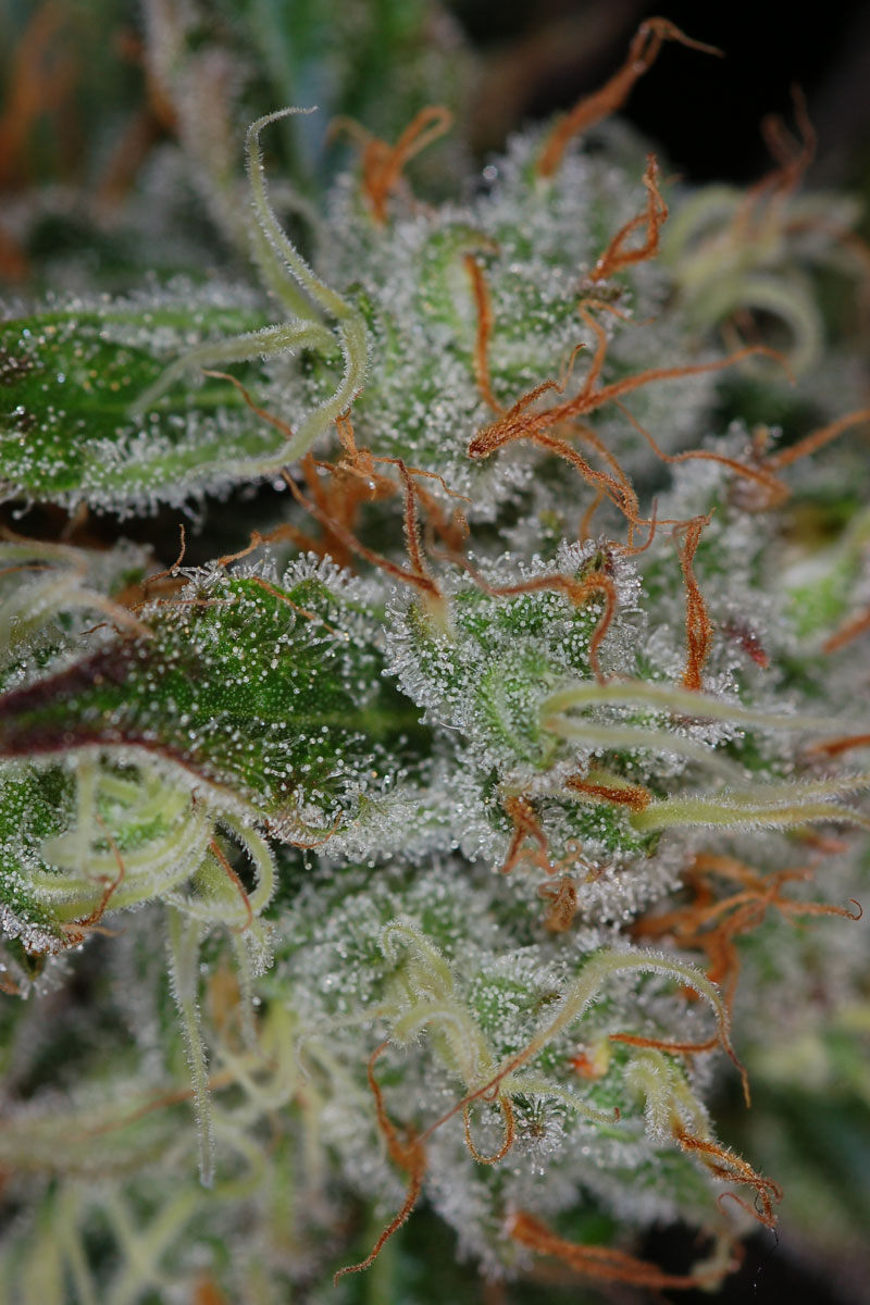 Chernobyl - Regulär - TGA Genetics - Amsterdam Seed