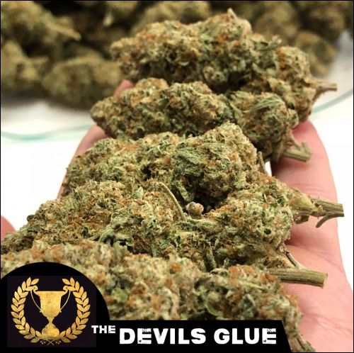 Devils Glue Strain - SeedFare Find the Perfect Seed at the Right Price Devils Glue Strain - SeedFare Find the Perfect Seed at the Right Price