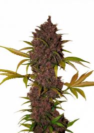 LSD-25 Auto (Feminised) - Fast Buds Seeds Cannabis Seeds