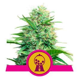 Pink Runtz (Feminizadas) - Royal Queen Seeds semillas de marihuana