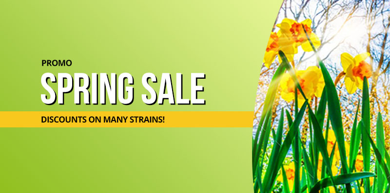 Free Promotions - Free Cannabis Seeds