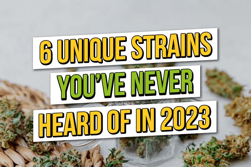 Amsterdam Seed Center | Cannabis Seed Shop