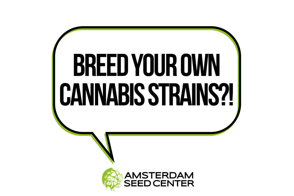 Amsterdam Seed Center | Hanfsamen Kaufen