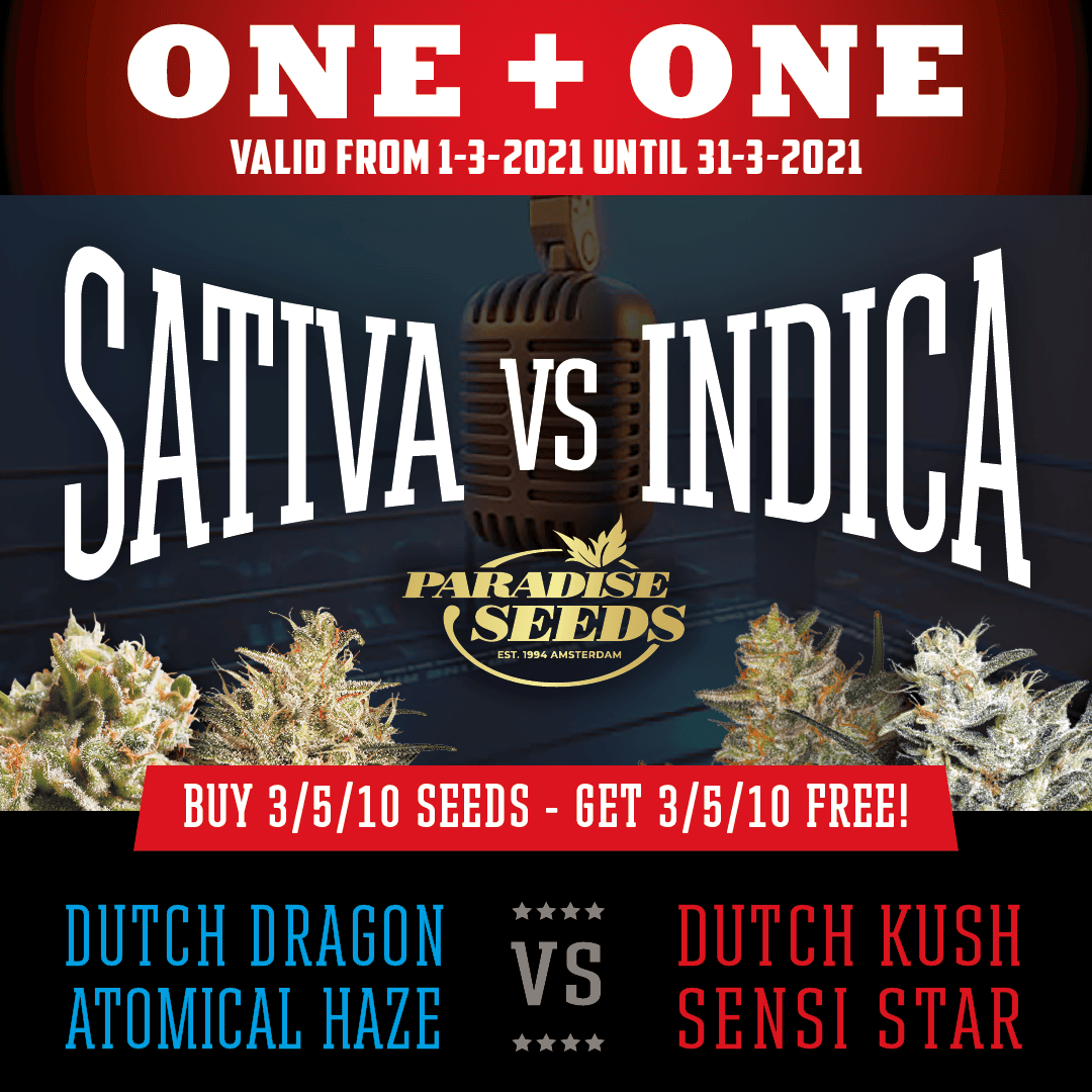 Free Cannabis Seed Promos